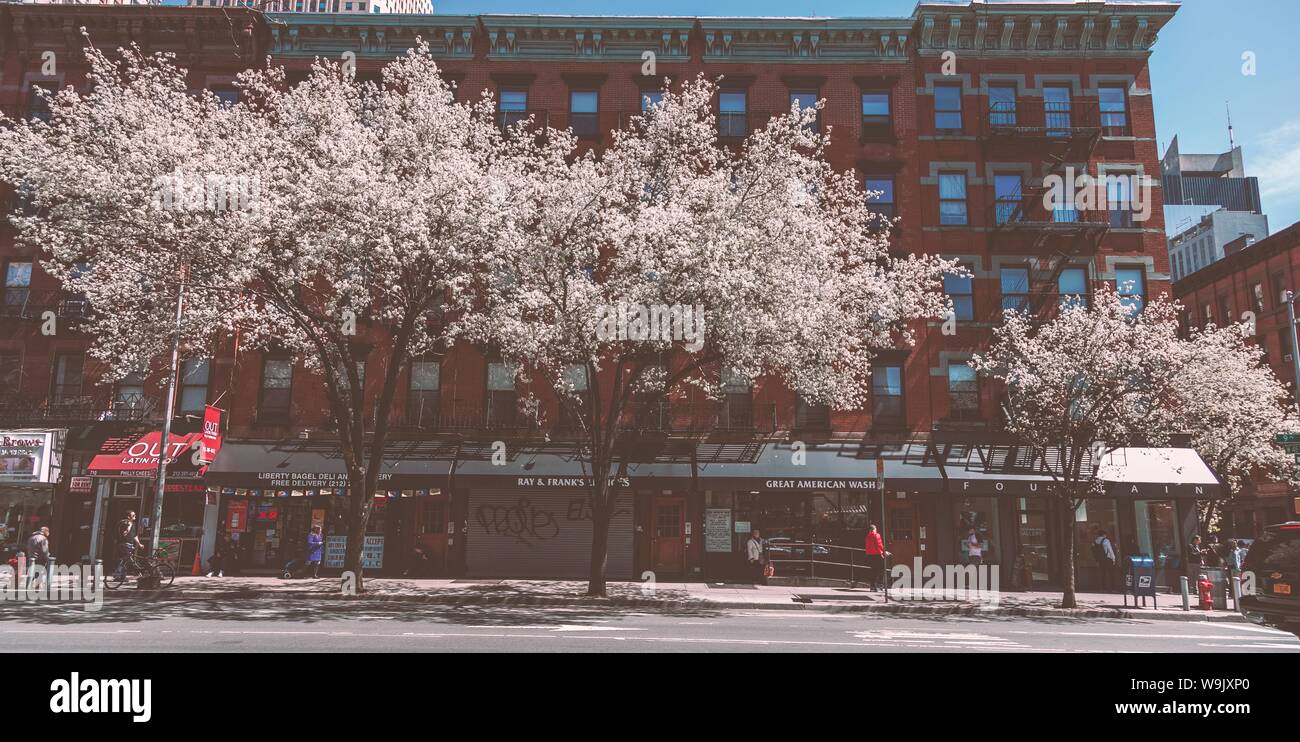 Avenue of ornamental cherry blossom trees hi-res stock photography and ...