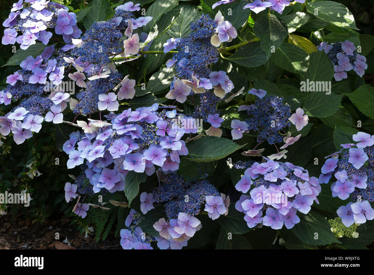 Hydrangea serrata bluebird hi-res stock photography and images - Alamy