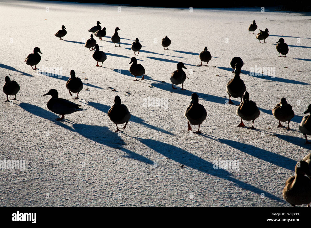 Ducks marching on frozen canal, Blisworth, UK Stock Photo - Alamy