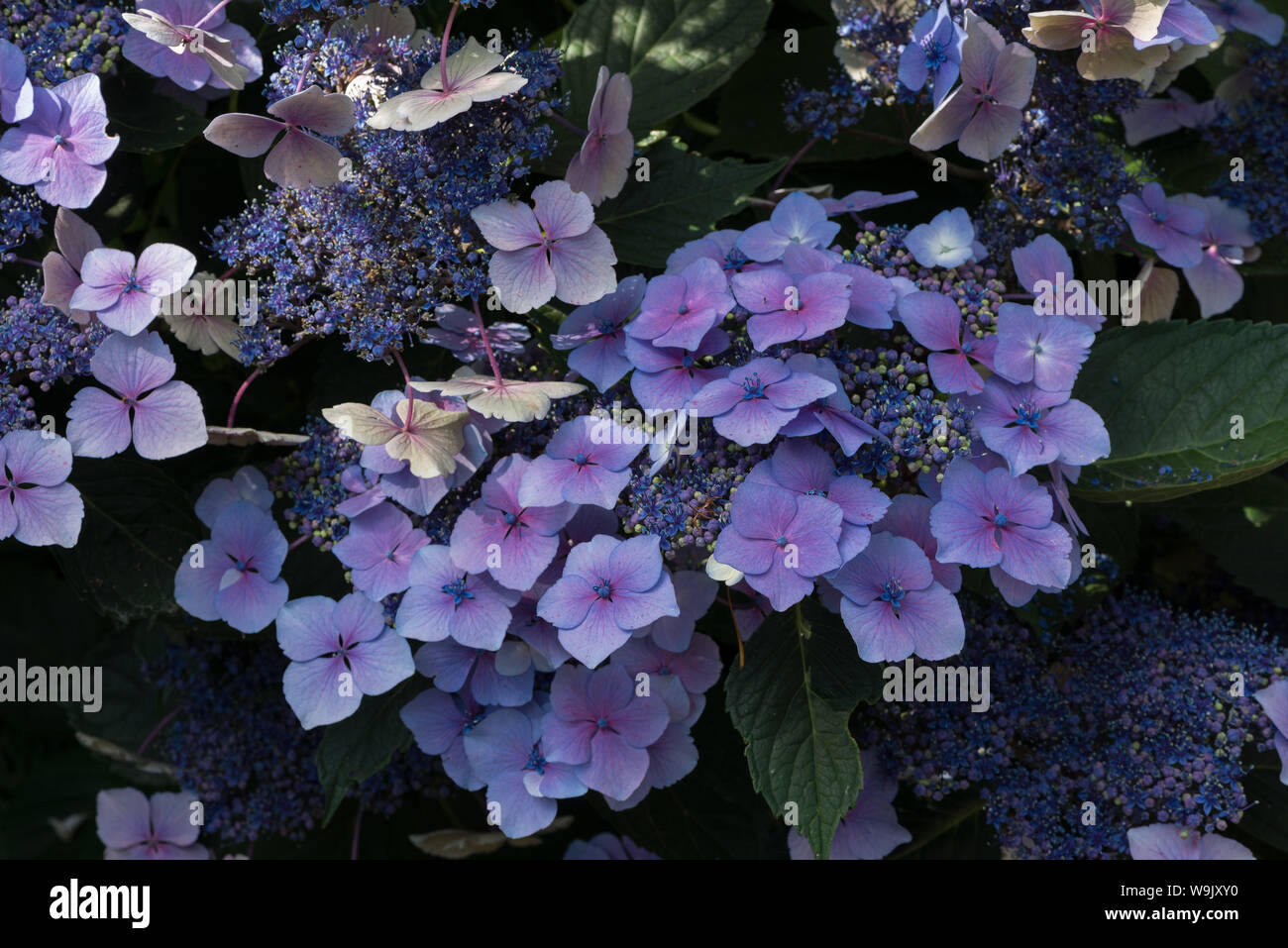Large Blue Hydrangea flower heads growing in chalk soil with added acid ...