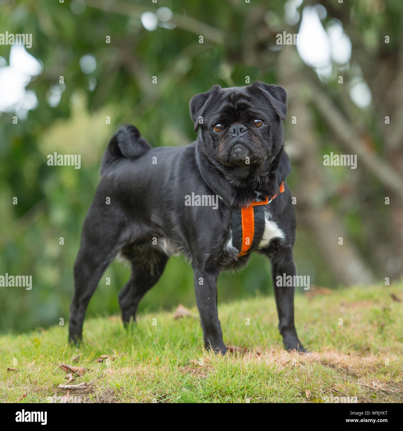Pug High Resolution Stock Photography and Images - Alamy