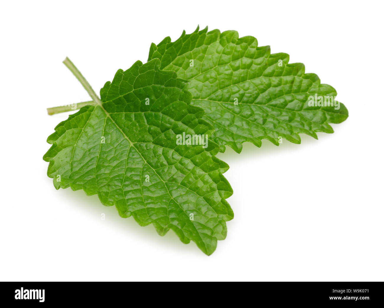 Fresh lemon balm leaves, melissa isolated on white background Stock ...