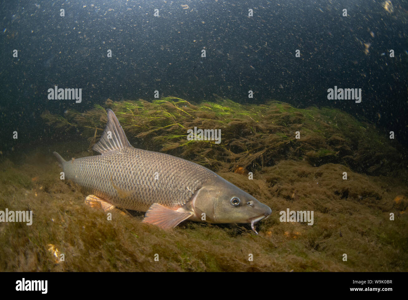 Common Barbel, Barbus barbus, swimming along the riverbed, River Trent ...