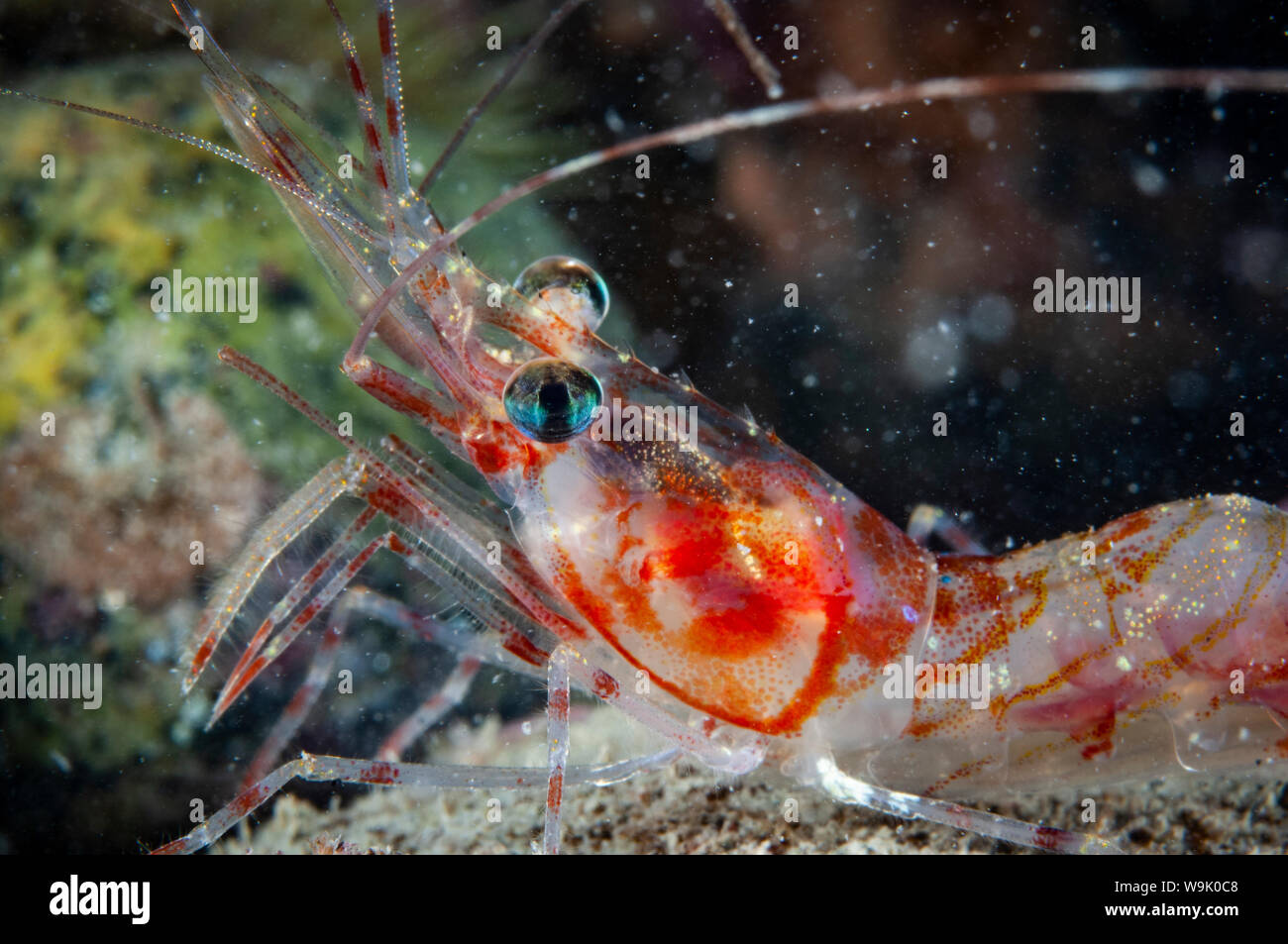 Striped pink shrimp underwater in the St. Lawrence River in Canada ...