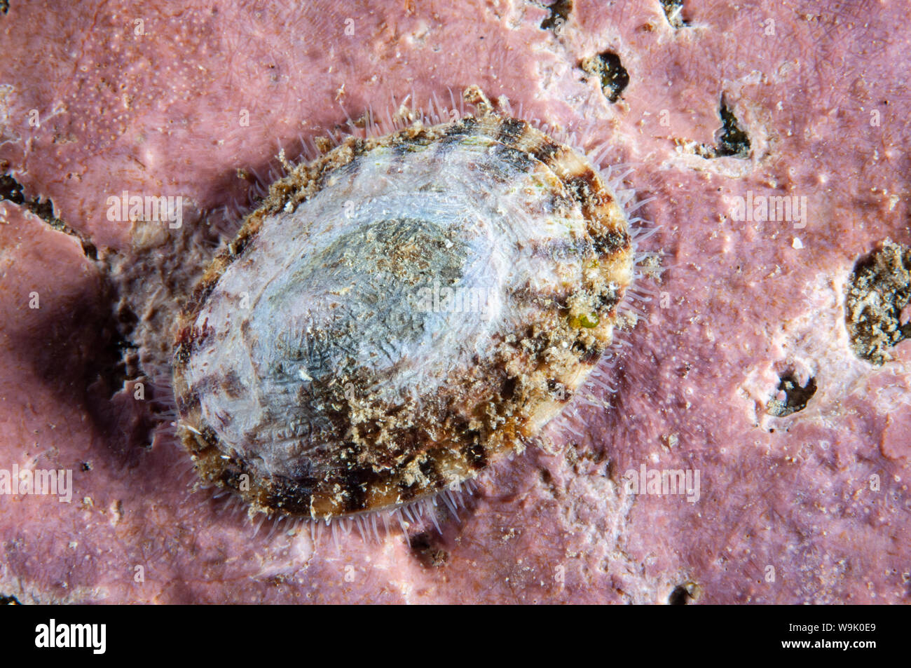 Tortoise-shell limpet underwater in the St. Lawrence Stock Photo - Alamy