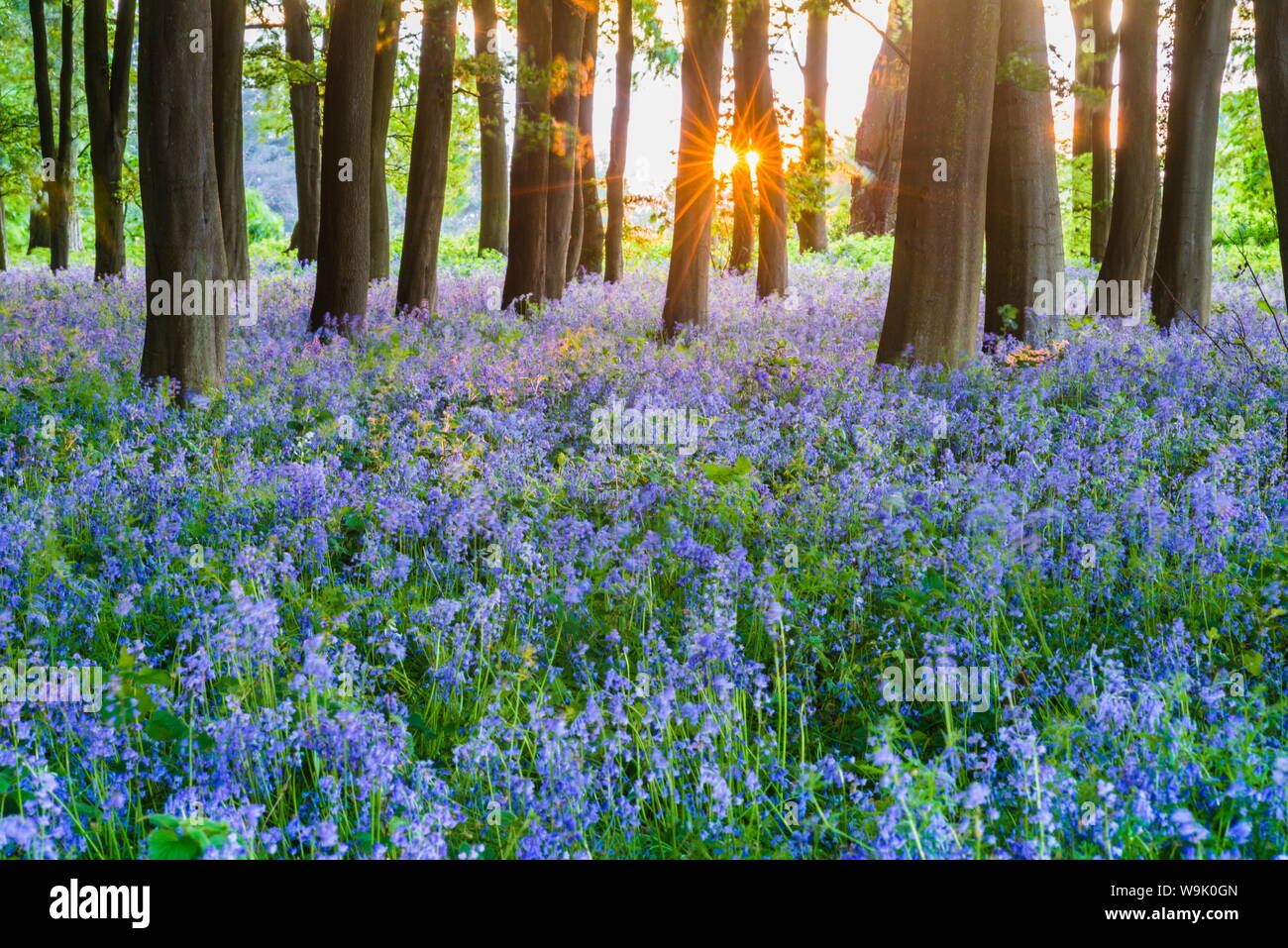 Bluebells in Bluebell woods in spring, Badbury Clump at Badbury Hill ...