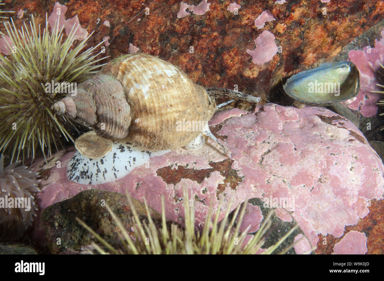 Waved whelk hi-res stock photography and images - Alamy