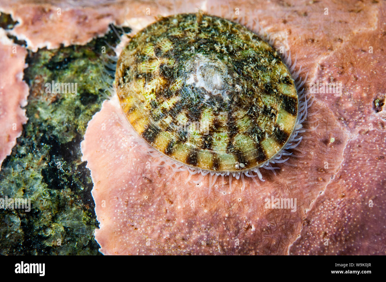 Acmaea testudinalis hi-res stock photography and images - Alamy