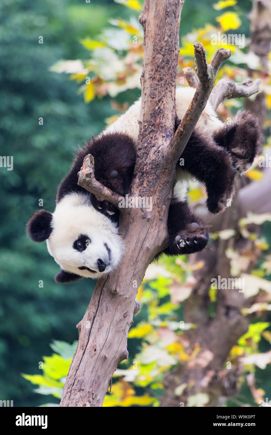 Two year old young Giant Panda (Ailuropoda melanoleuca) climbing on a ...