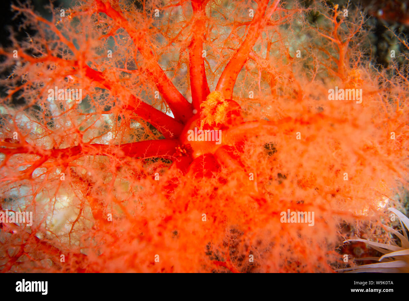 Scarlet sea cucumber hi-res stock photography and images - Alamy