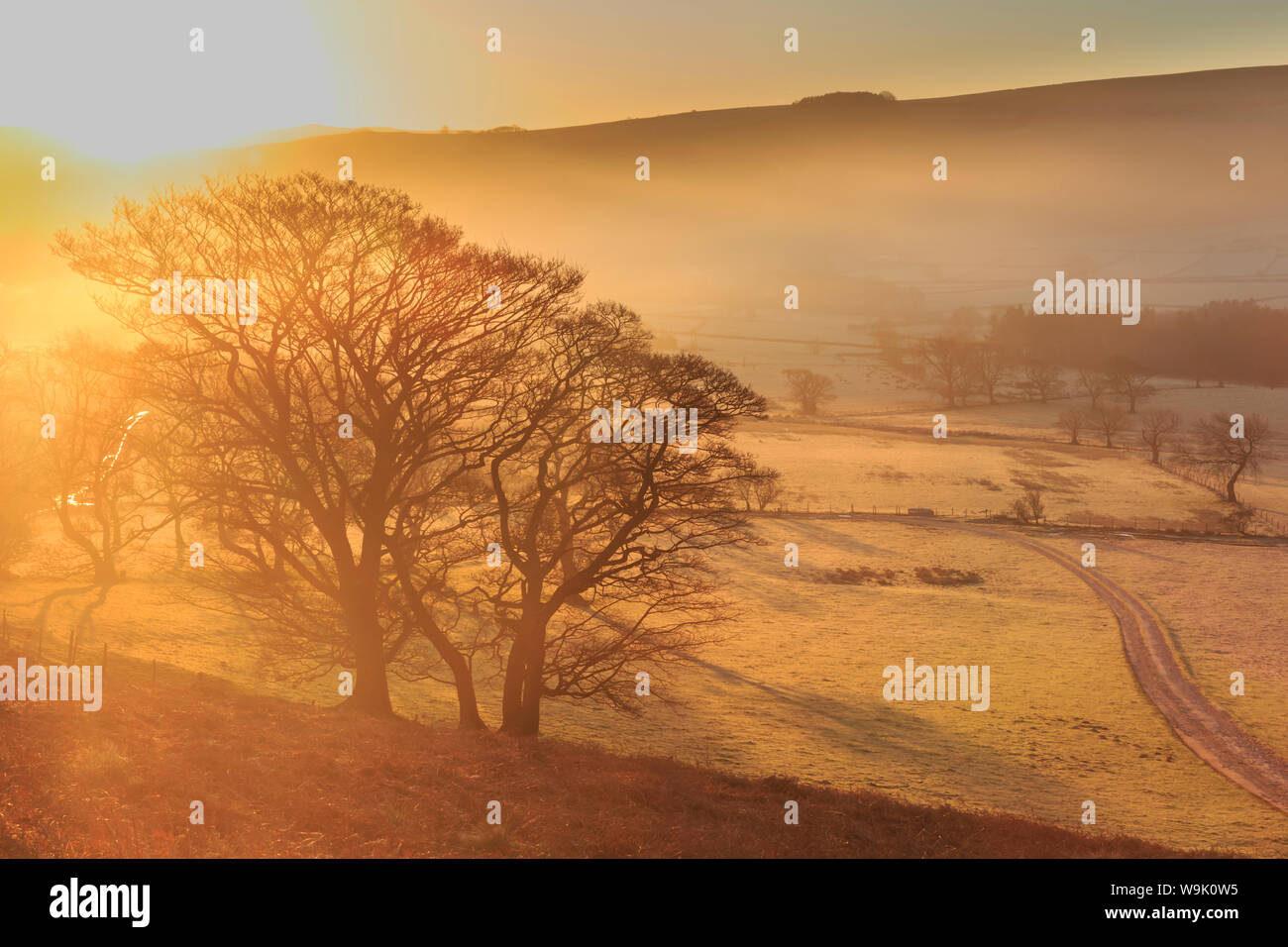Misty and frosty sunrise with a copse of trees in winter, Castleton ...