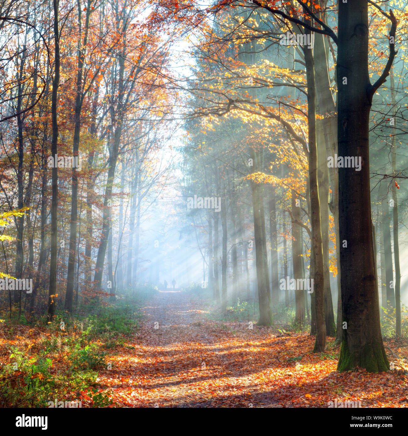 Enchanted autumn forest scene in Germany, Baden-Wurttemberg, Germany ...