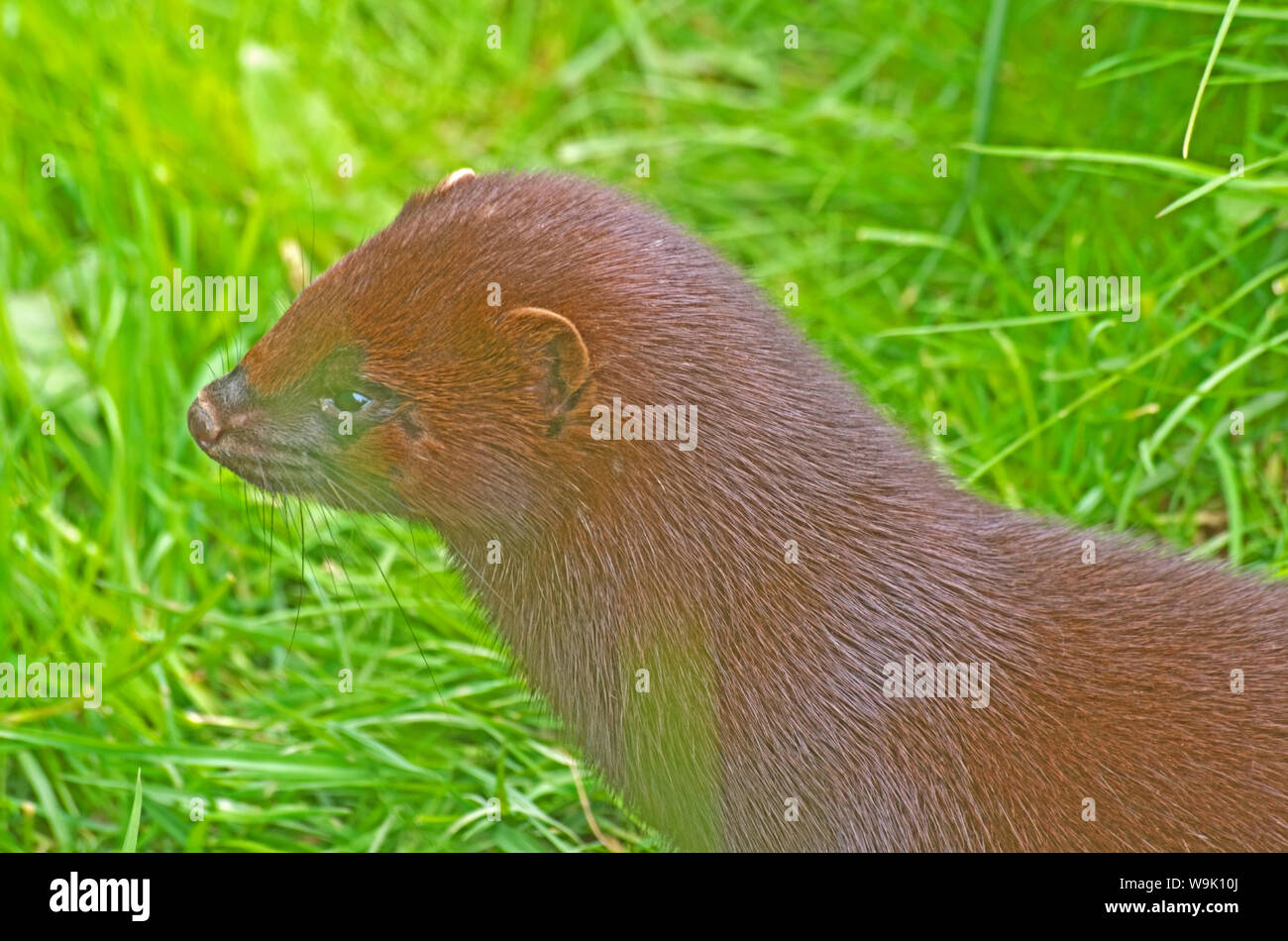 AMERICAN MINK Mustela Vison Headtive Captive Stock Photo - Alamy