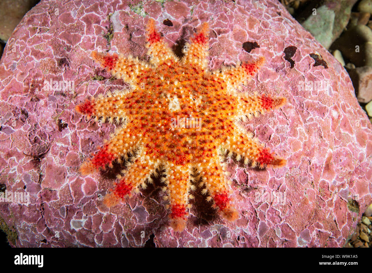 Spiny Sun Star underwater in the St. Lawrence River in Canada Stock ...