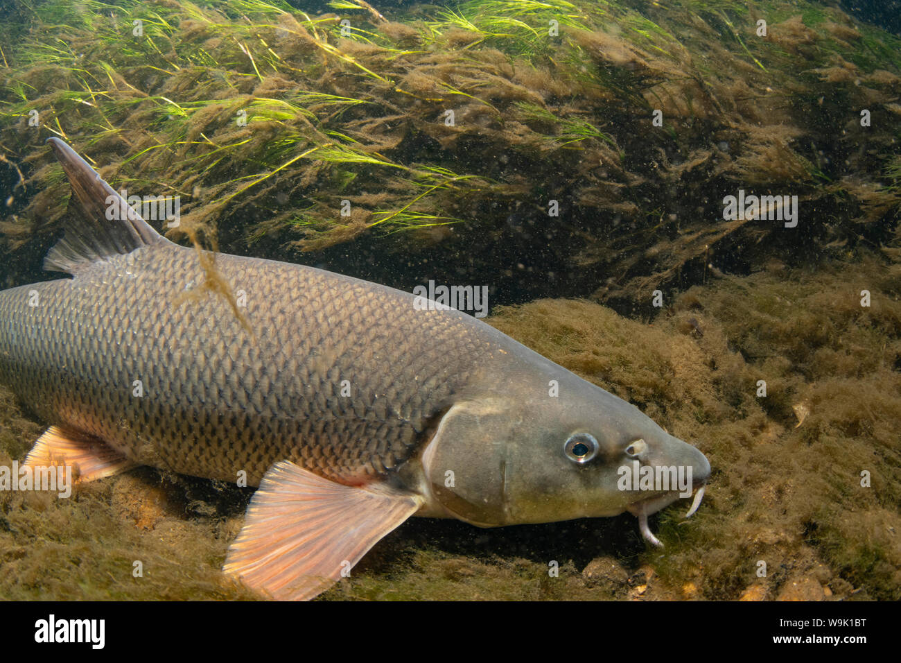 Common Barbel, Barbus barbus, swimming along the riverbed, River Trent ...