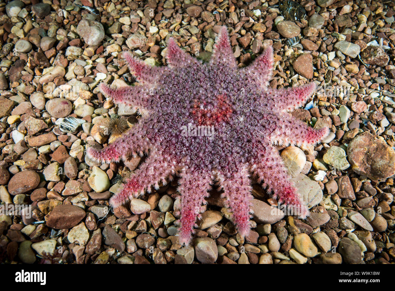 Spiny Sun Star underwater in the St. Lawrence River in Canada Stock ...