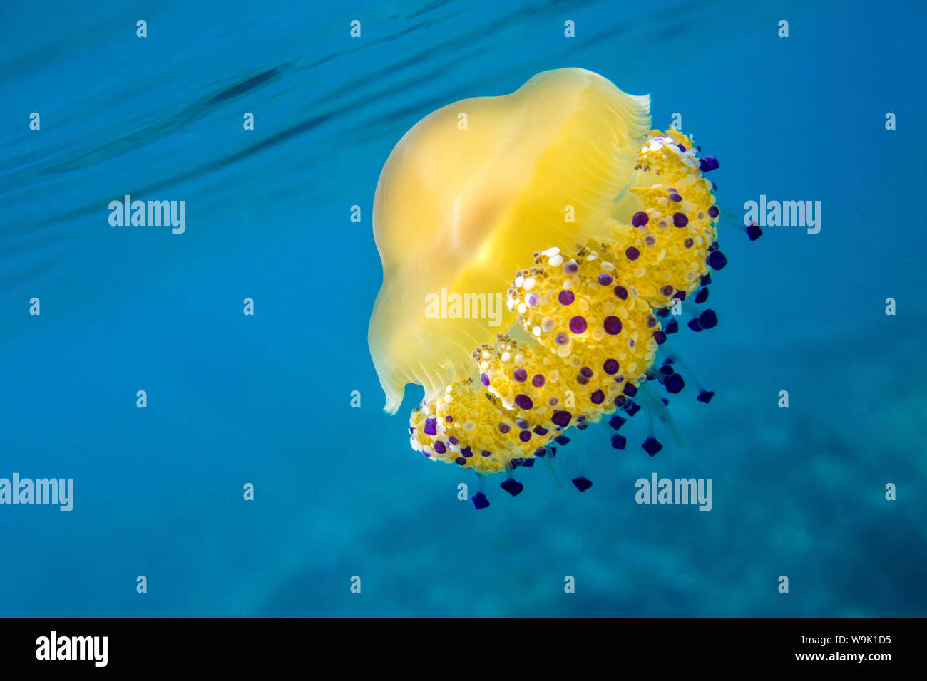 Photography of bright jellyfish hi-res stock photography and images - Alamy