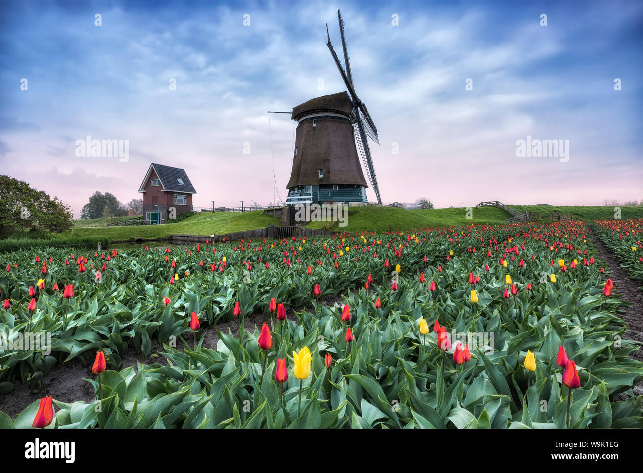 View of multi-coloured fields of tulips and windmills at spring ...