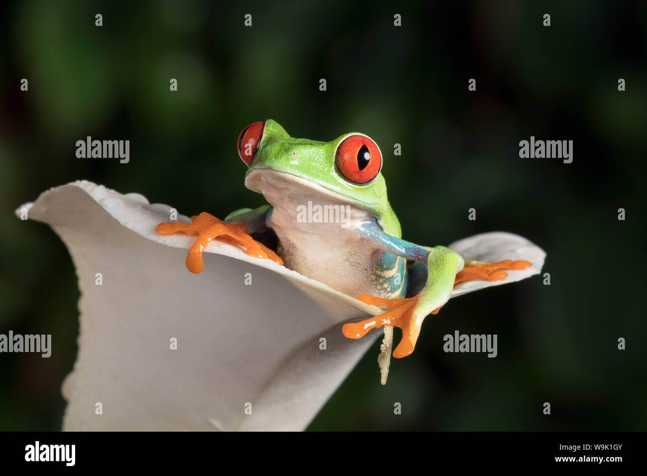 Red Eyed Tree Frog (Agalychnis Callidryas), captive, Colombia, South ...