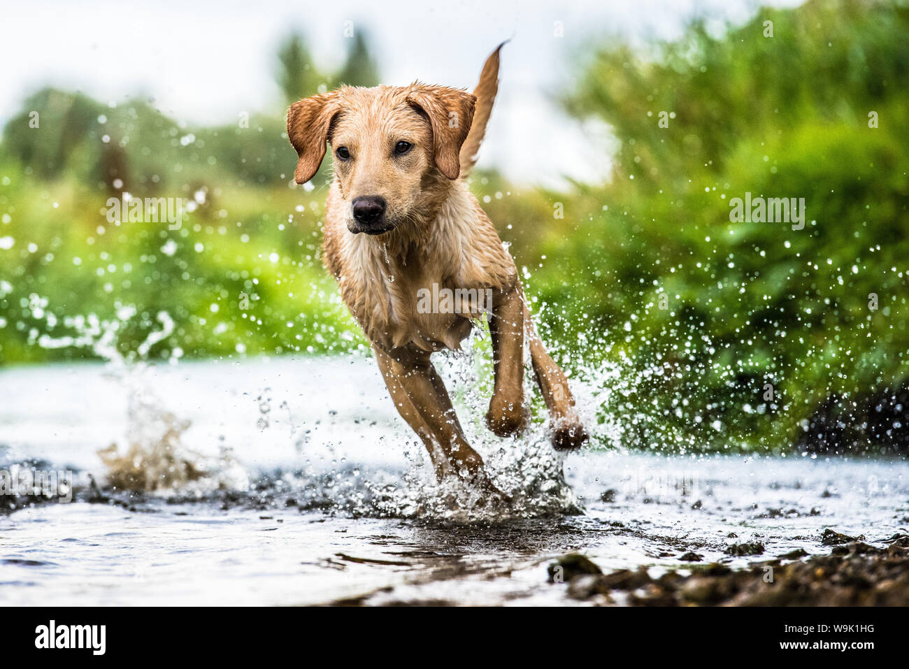 Labrador In Water High Resolution Stock Photography and Images - Alamy