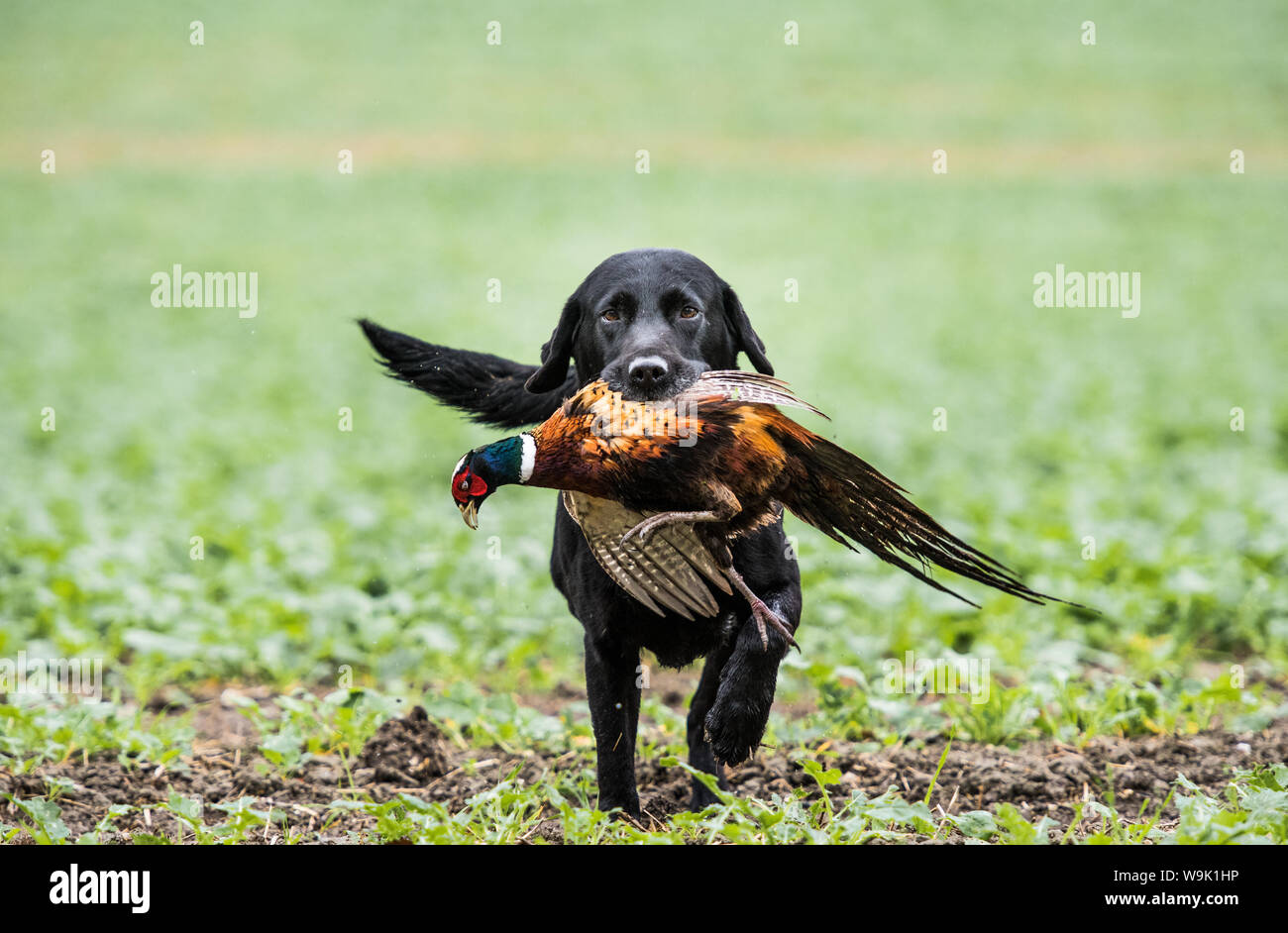 Black labrador gun dog retrieving cock pheasant on a shoot in Wiltshire ...