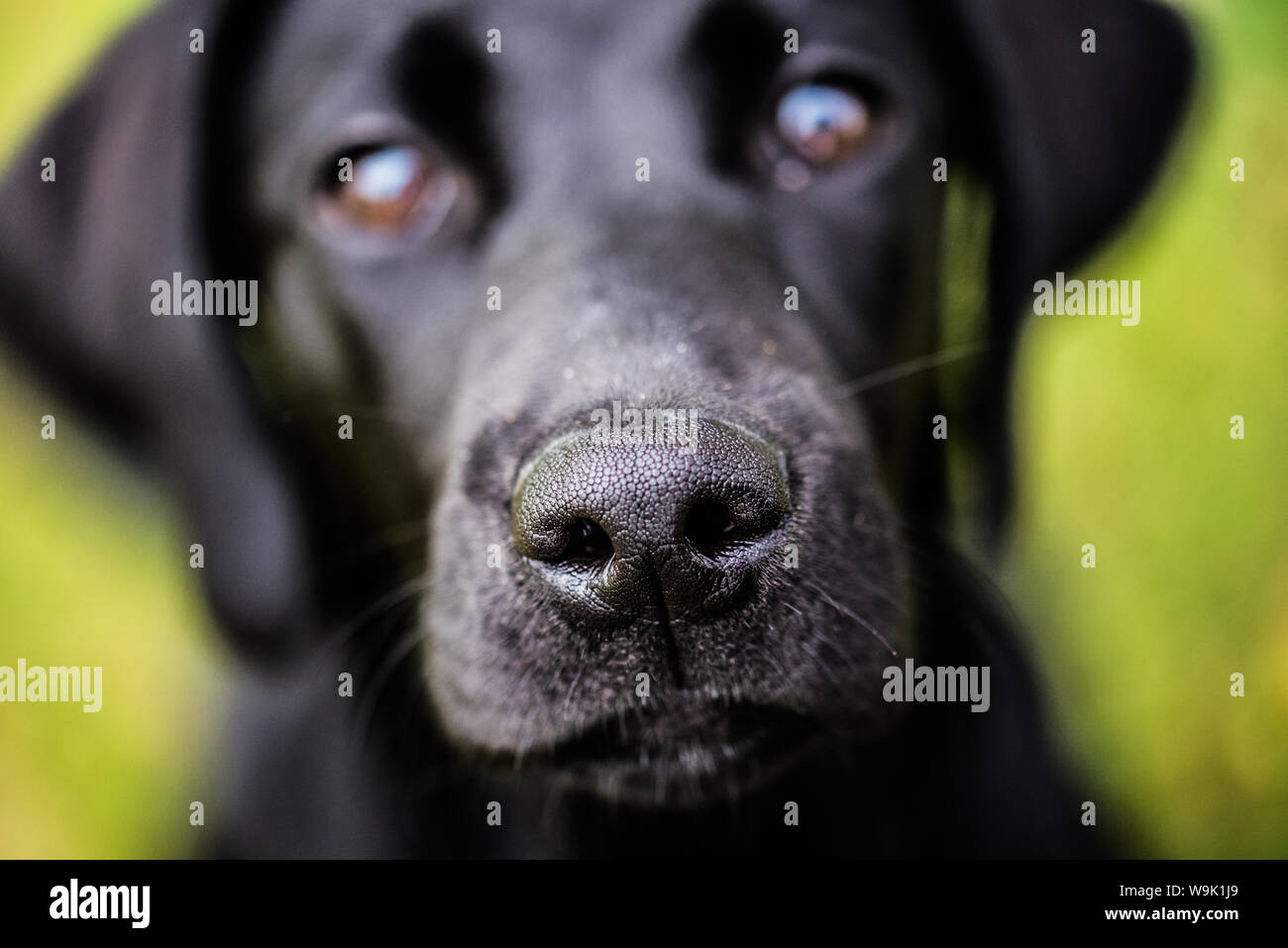 Labrador nose hi-res stock photography and images - Alamy
