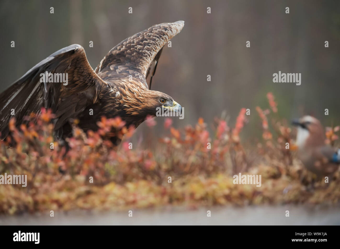Golden eagle (Aquila chrysaetos), Sweden, Scandinavia, Europe Stock ...