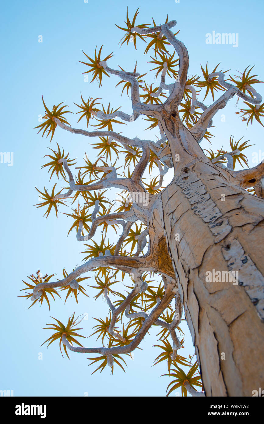 A Quiver Tree gets its name from the San people who used the tubular ...