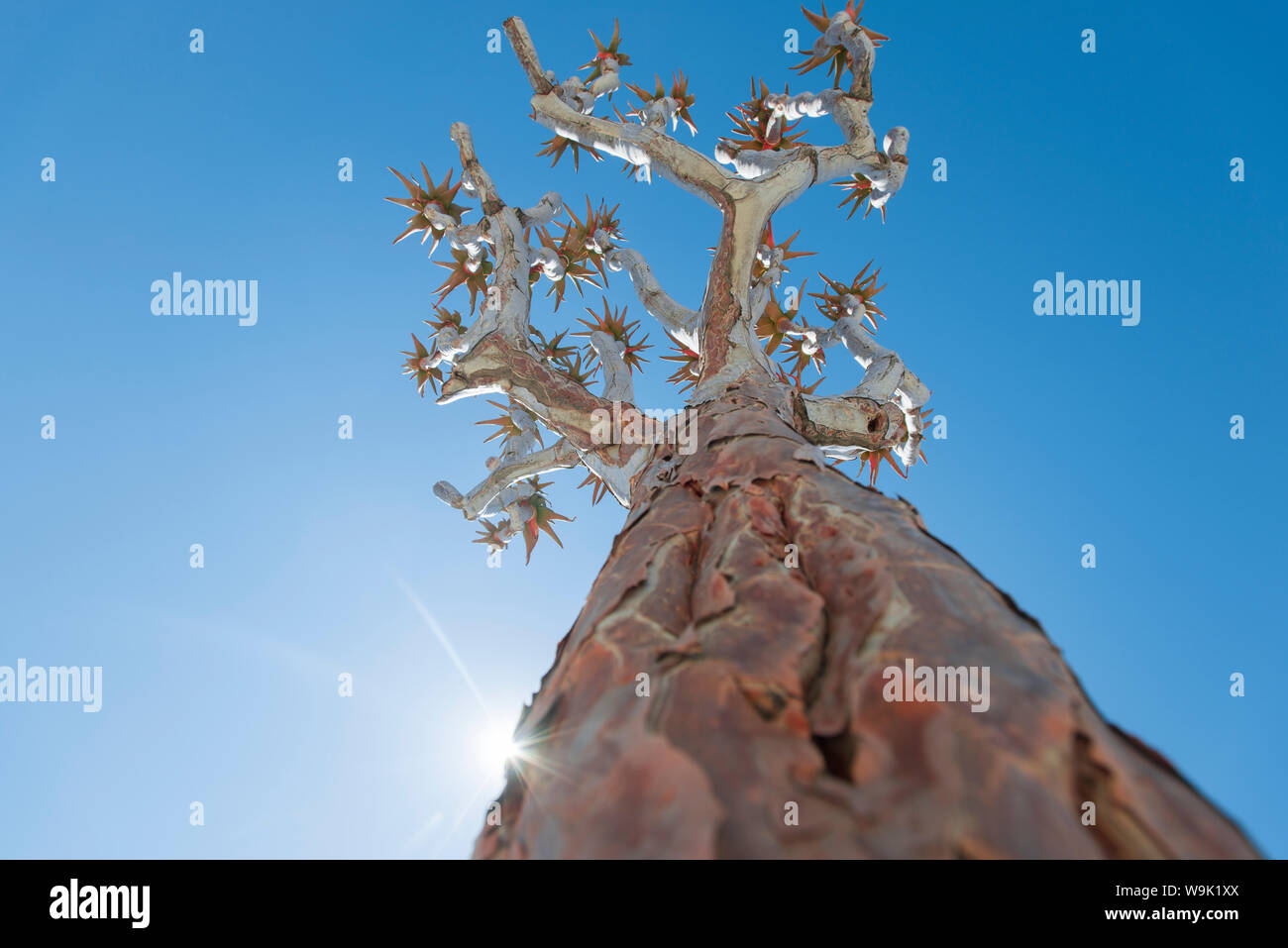 The Quiver Tree in Namibia gets its name from the San people who used ...