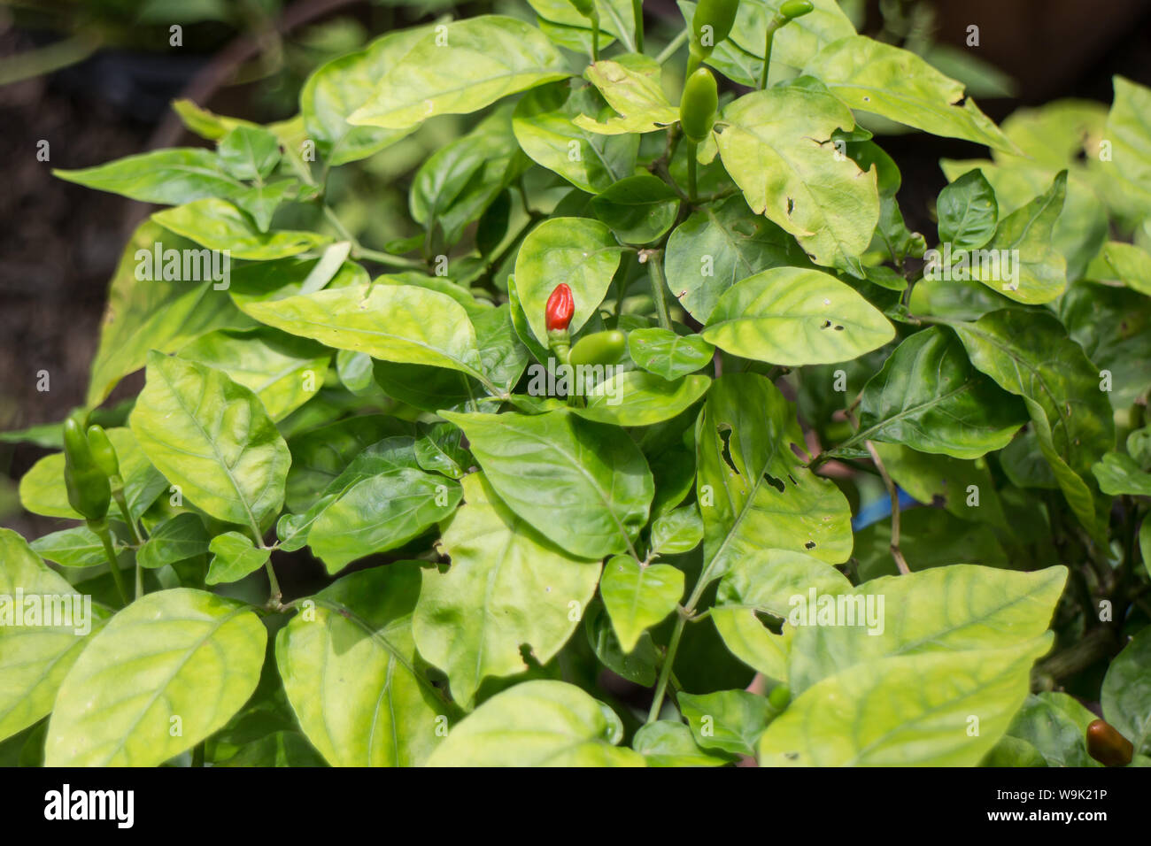 Chilli Padi or Bird's Eye Chilli or Bird Chilli or Thai pepper Stock ...