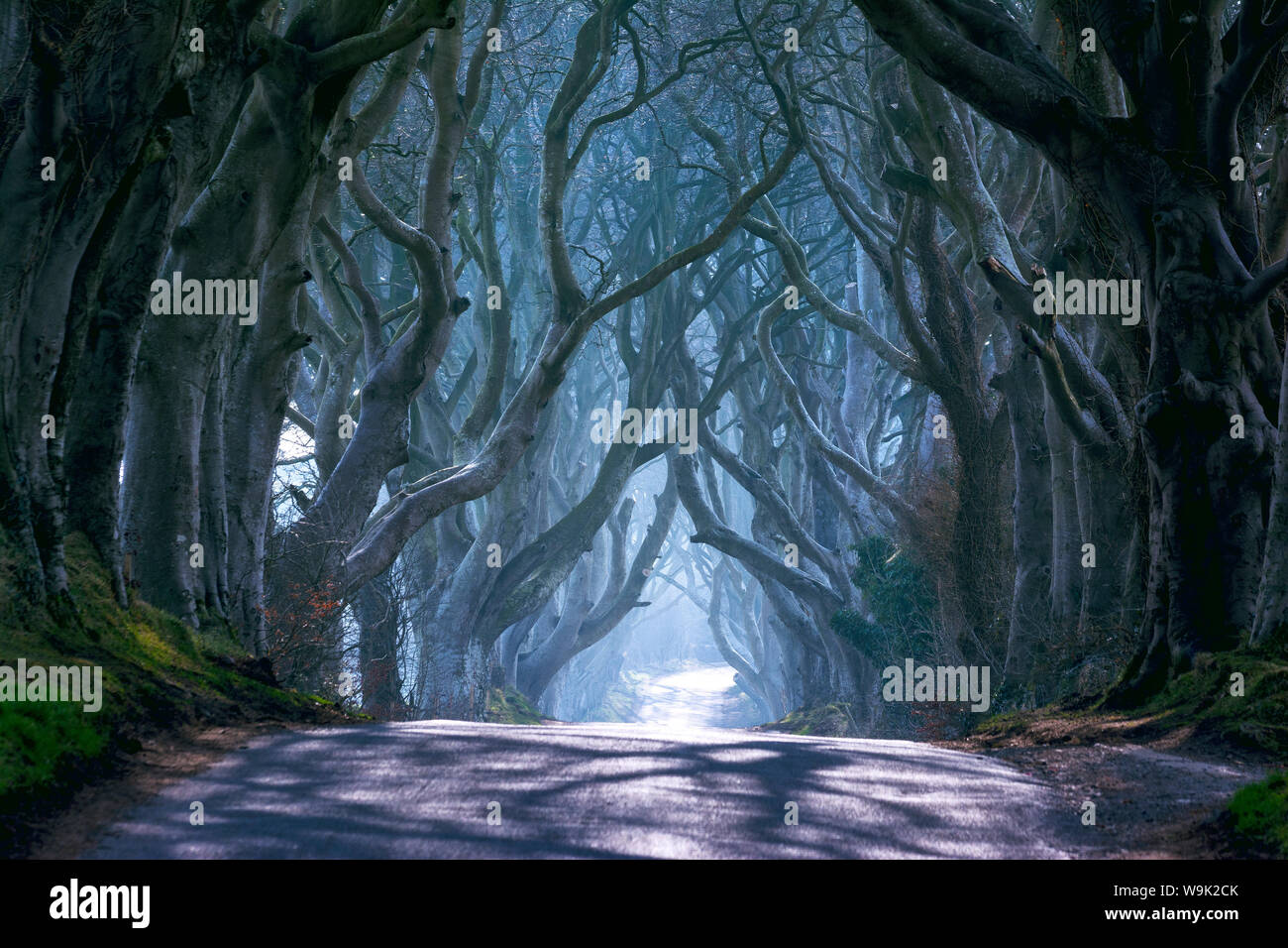 The Dark Hedges in North Ireland, Ballymoney, Ulster, Northern Ireland ...