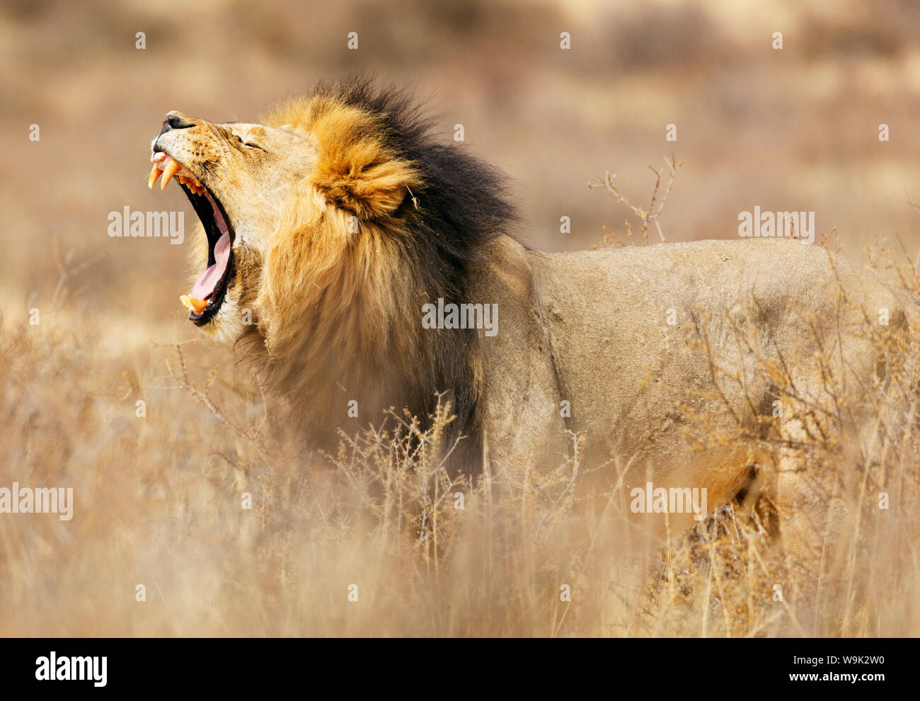 Leon Fireann Roaring Side View 2,411 Lion Roar Side Images, Stock
