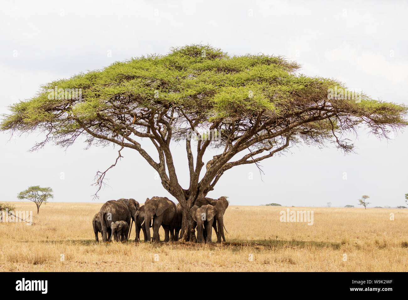 African elephant (Loxodonta africana) sheltering from the heat under a ...