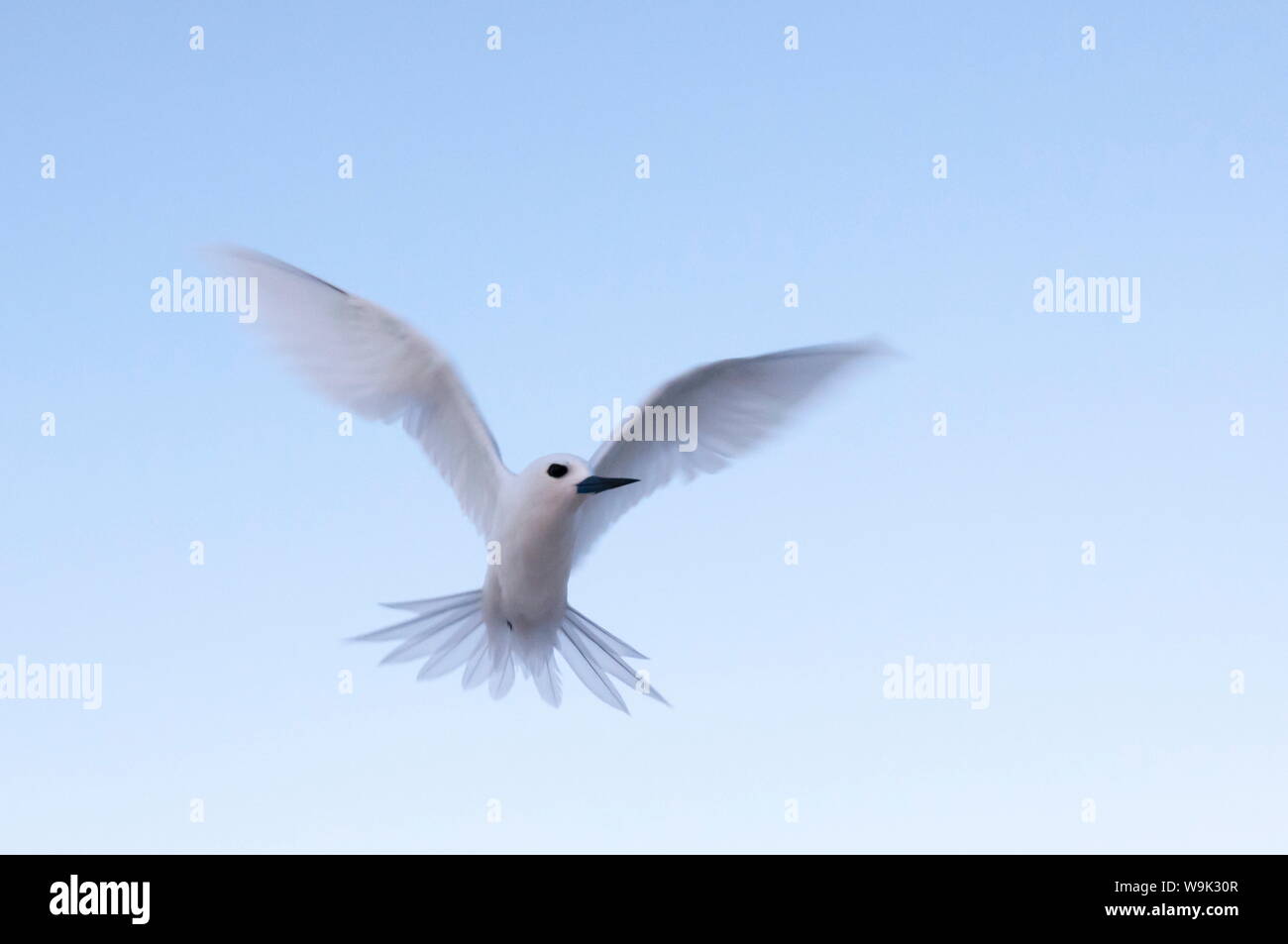 Common white-tern (Gygis alba), Denis Island, Seychelles, Indian Ocean ...