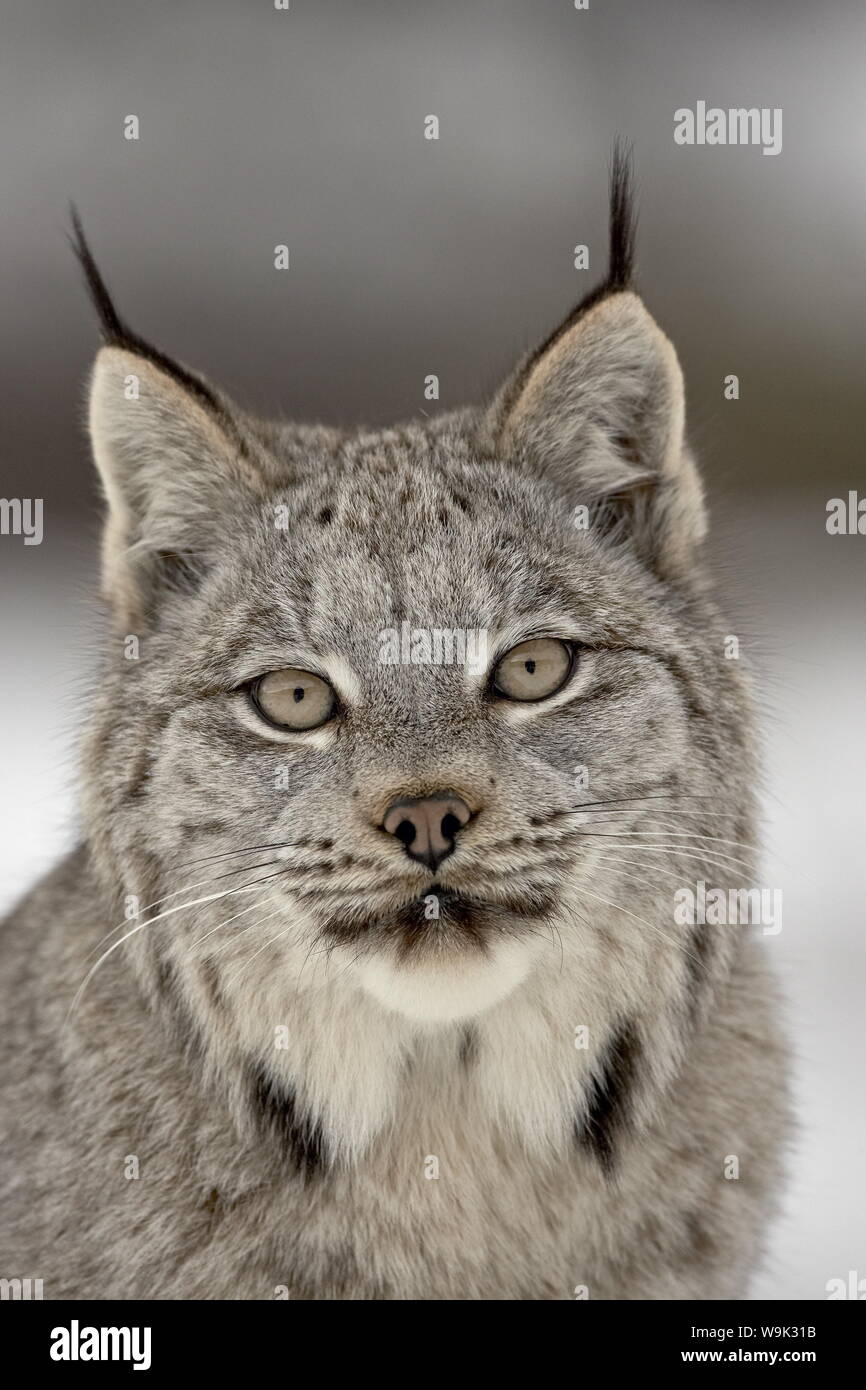 Canadian lynx hi-res stock photography and images - Alamy