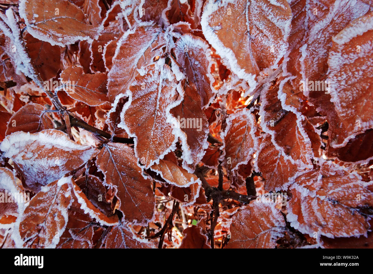 Beech leaves with hoar frost, Swabian Alb, Baden-Wurttemberg, Germany ...