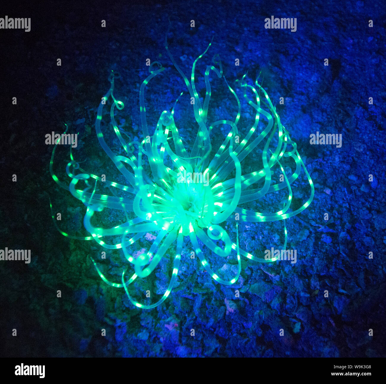 Madagascar diving hi-res stock photography and images - Alamy