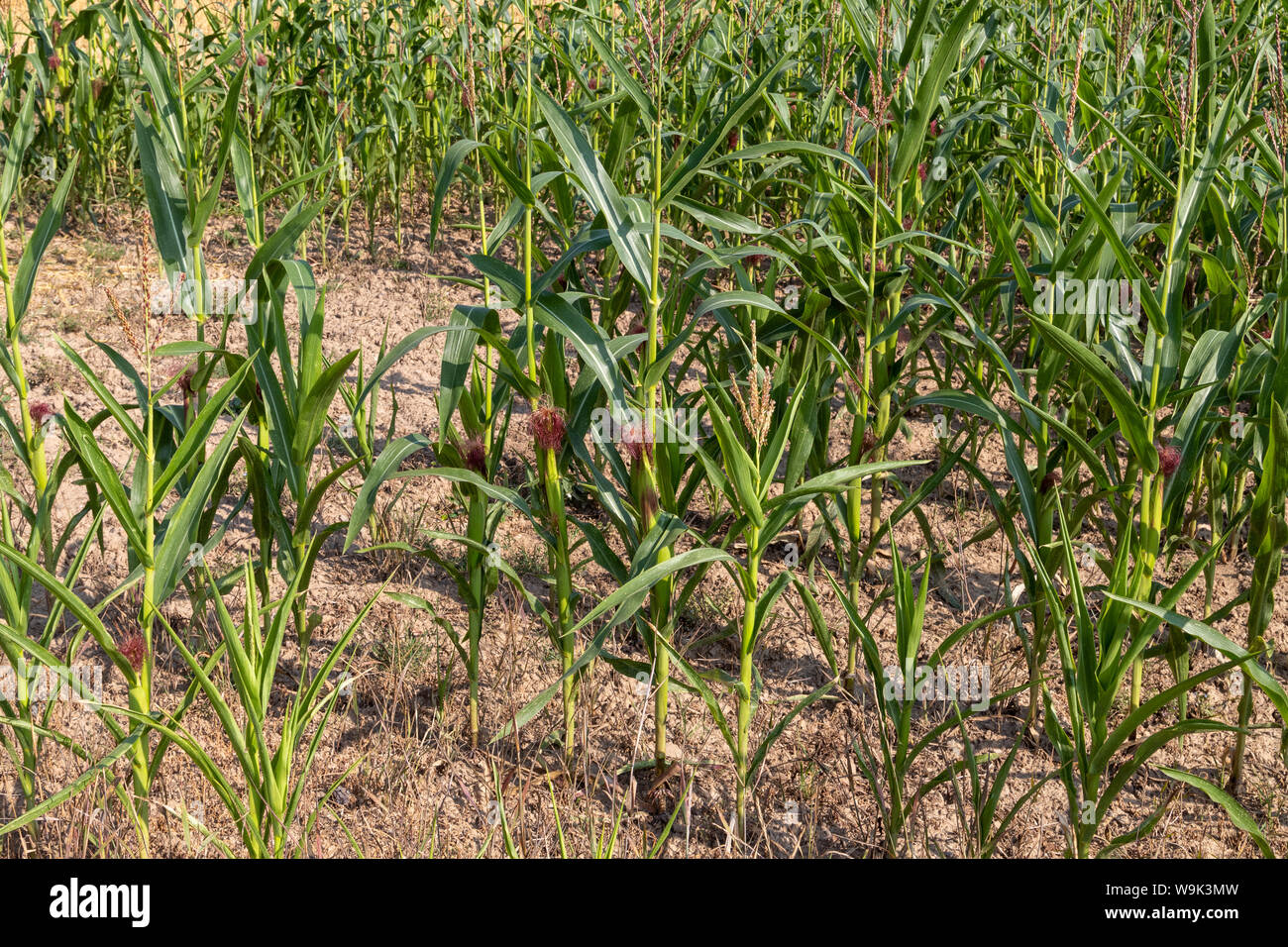 Desiccated agricultural land hi-res stock photography and images - Alamy