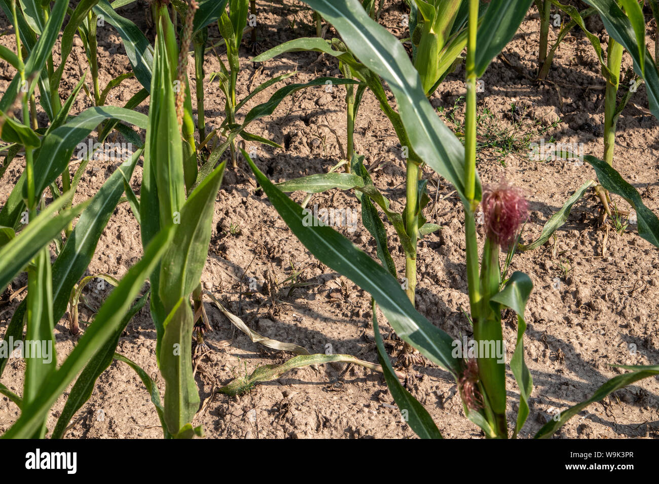 Desiccated agricultural land hi-res stock photography and images - Alamy