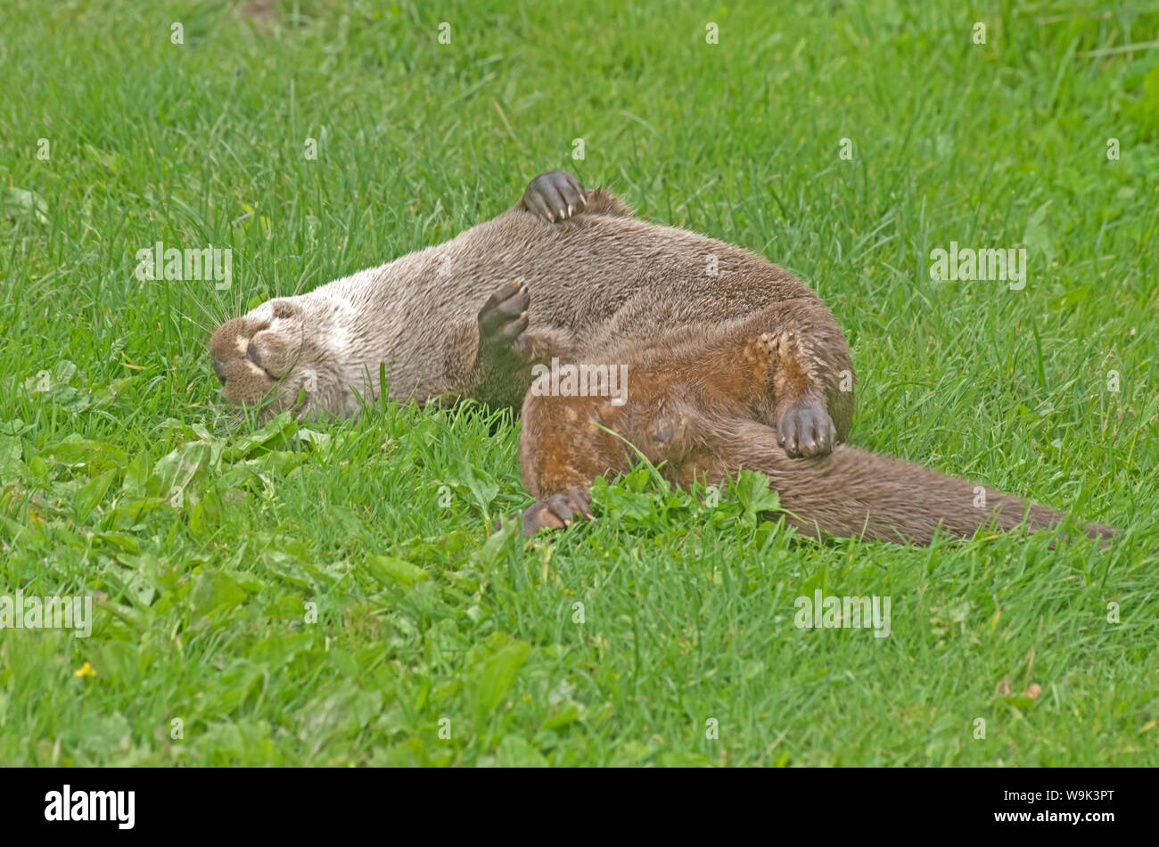 Otter uk back hi-res stock photography and images - Alamy