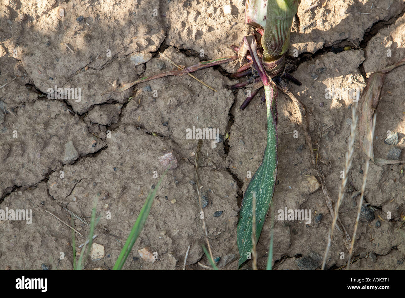 Desiccated agricultural land hi-res stock photography and images - Alamy