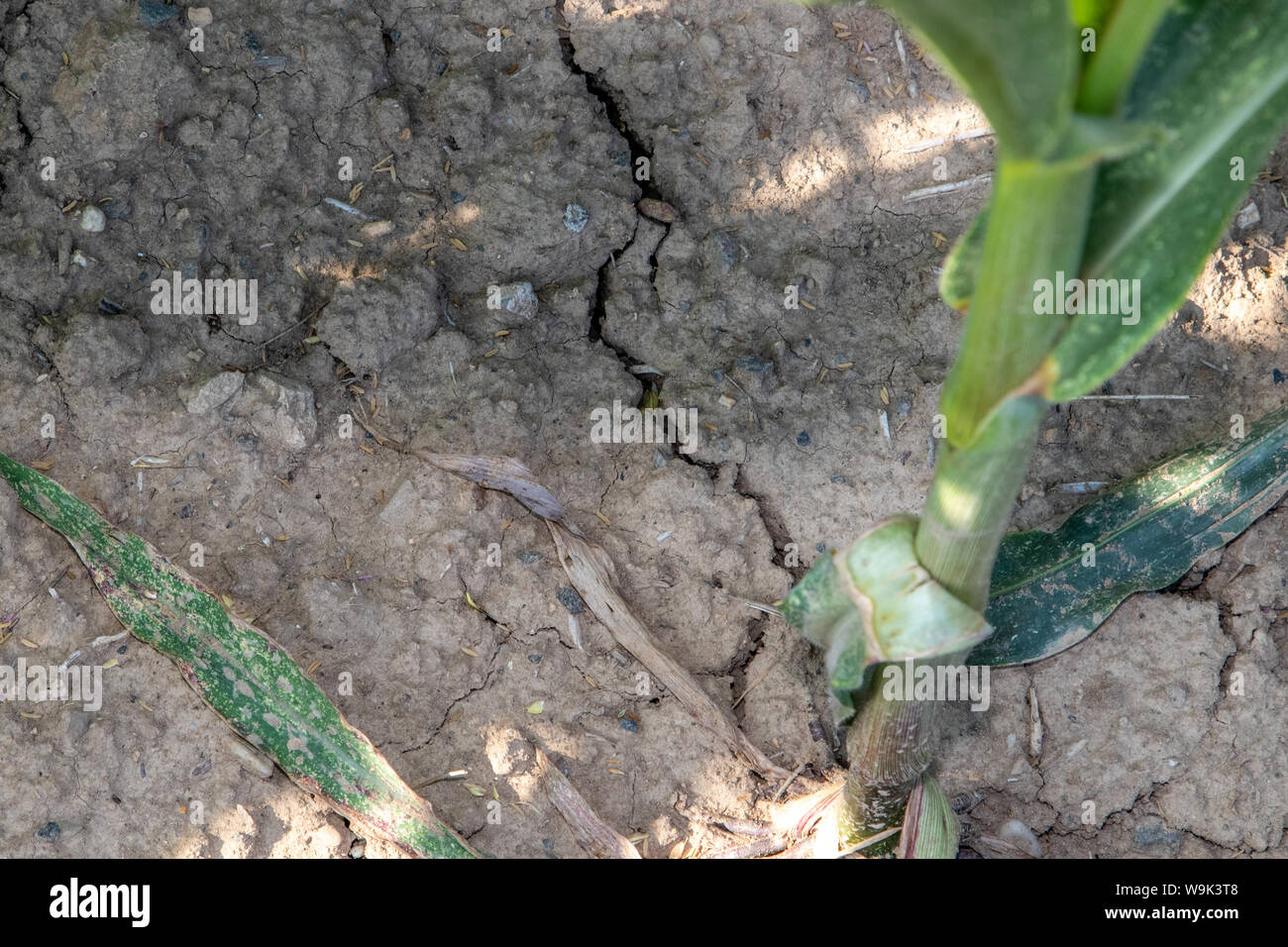 Desiccated agricultural land hi-res stock photography and images - Alamy