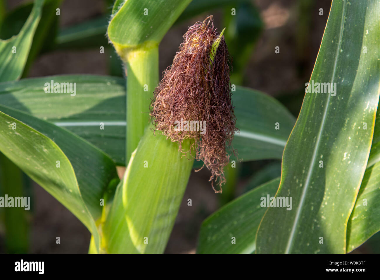 Desiccated agricultural land hi-res stock photography and images - Alamy