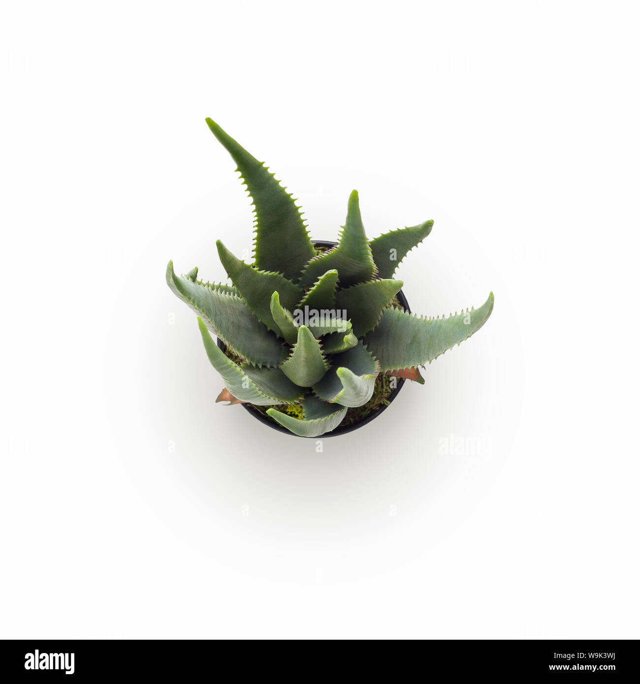 Mini aloe plant isolated on white background Stock Photo - Alamy