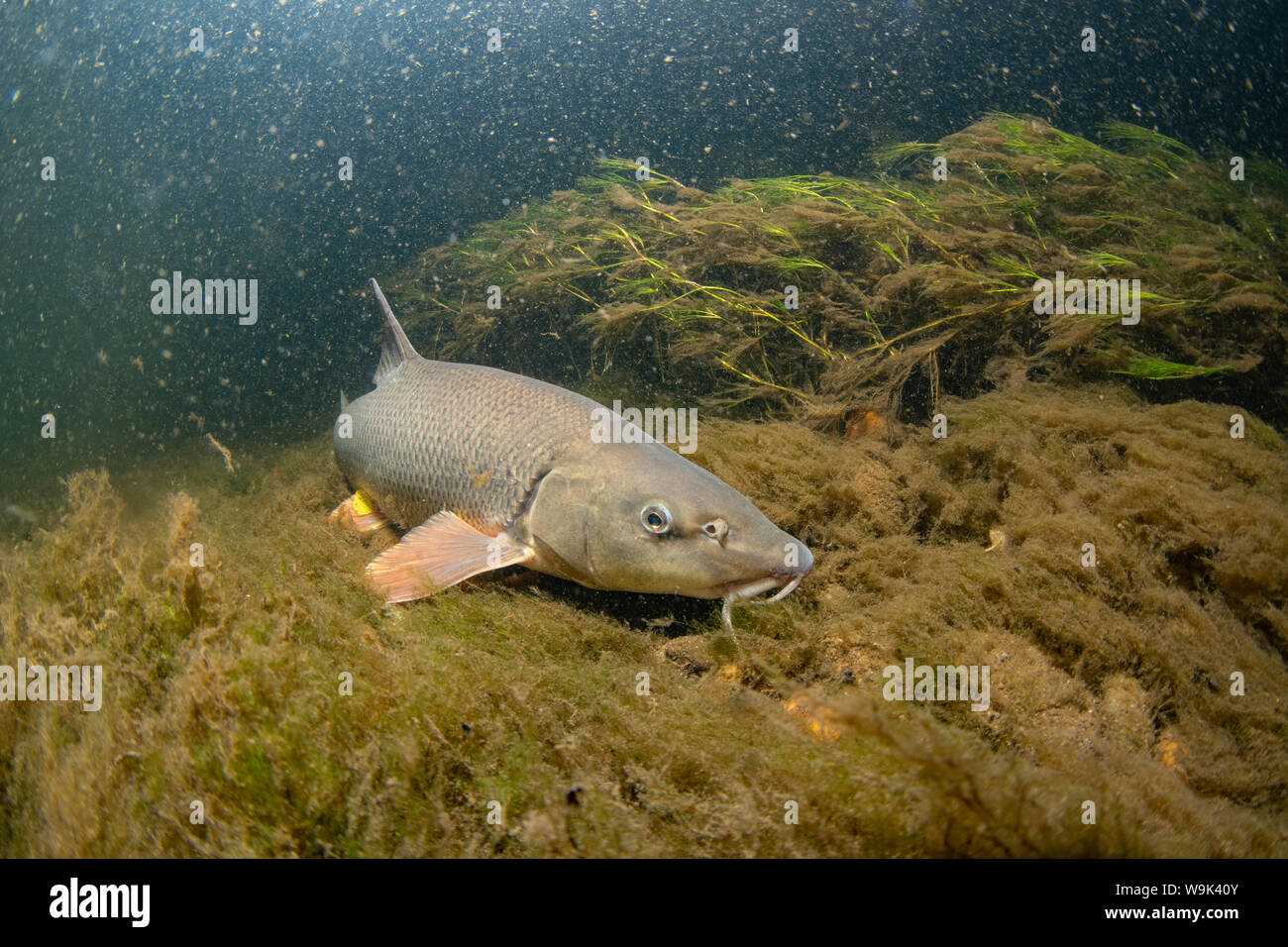 Common Barbel, Barbus barbus, swimming along the riverbed, River Trent ...