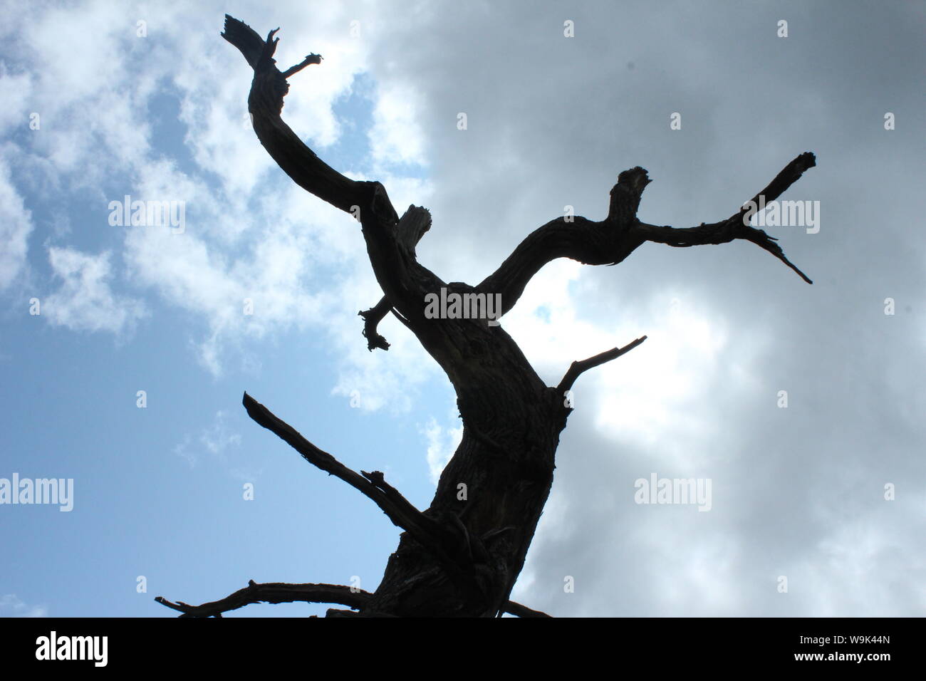 Image of dark, bare tree trunk in front of a cloudy and sunny sky in ...