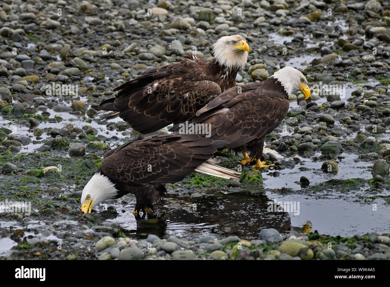 3 mature eagles hi-res stock photography and images - Alamy