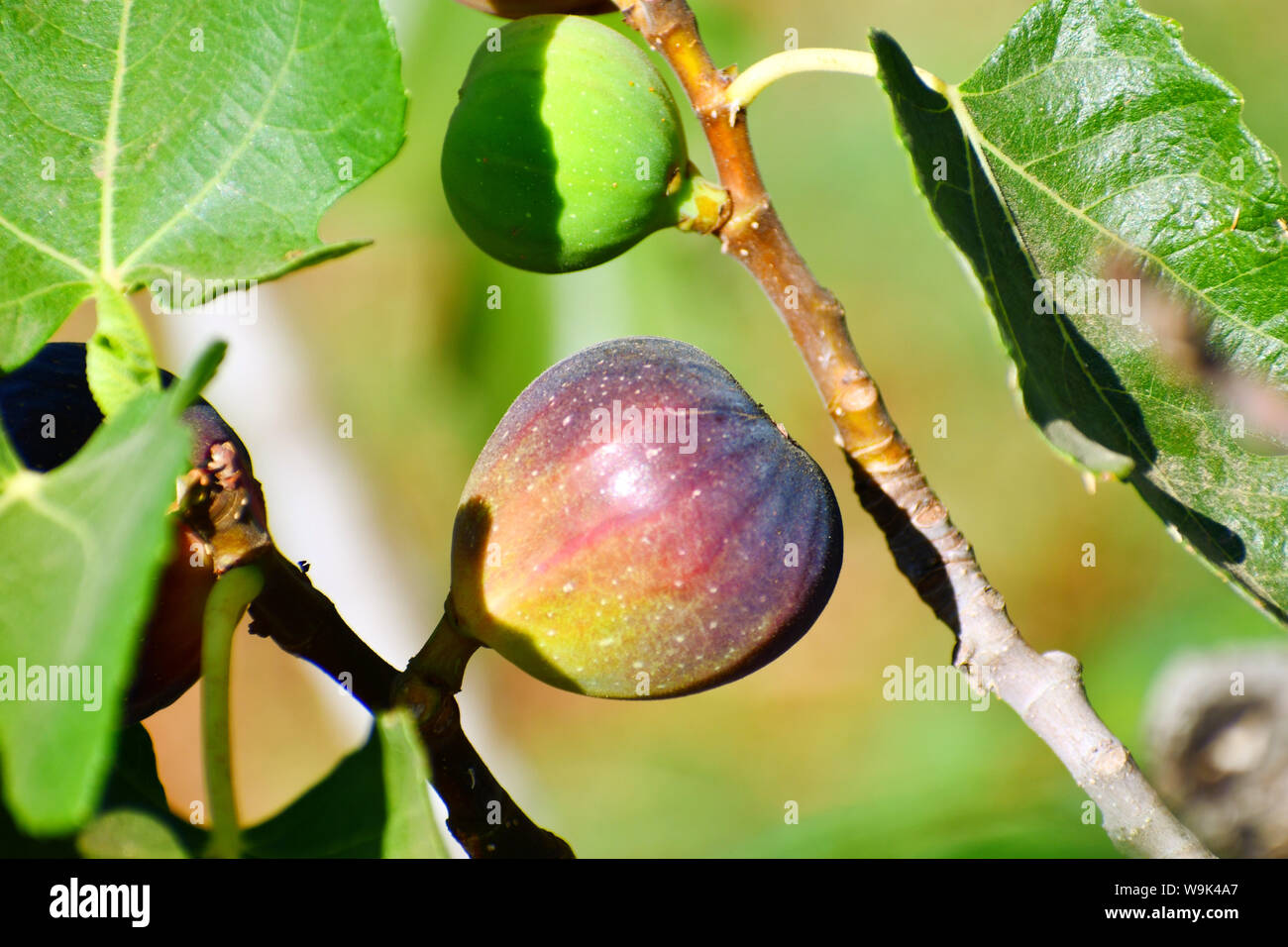 Fig tree fruit orchard hi-res stock photography and images - Alamy