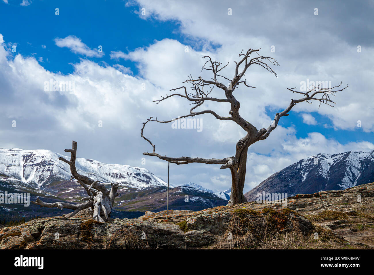The famous Burmis tree in Crowsnest Pass, Alberta, Canada Stock Photo ...