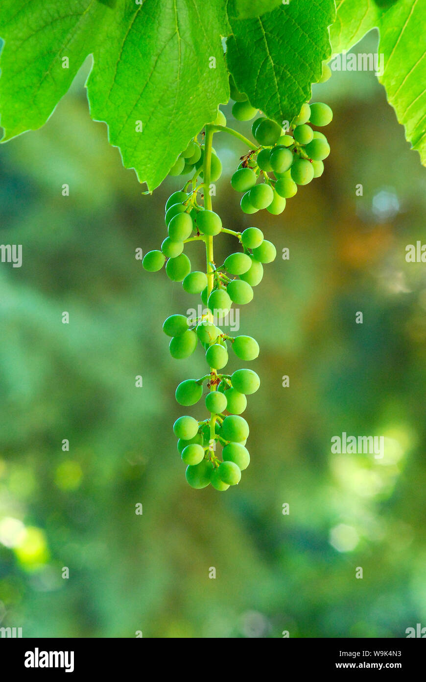 Green Grapes close up Stock Photo - Alamy